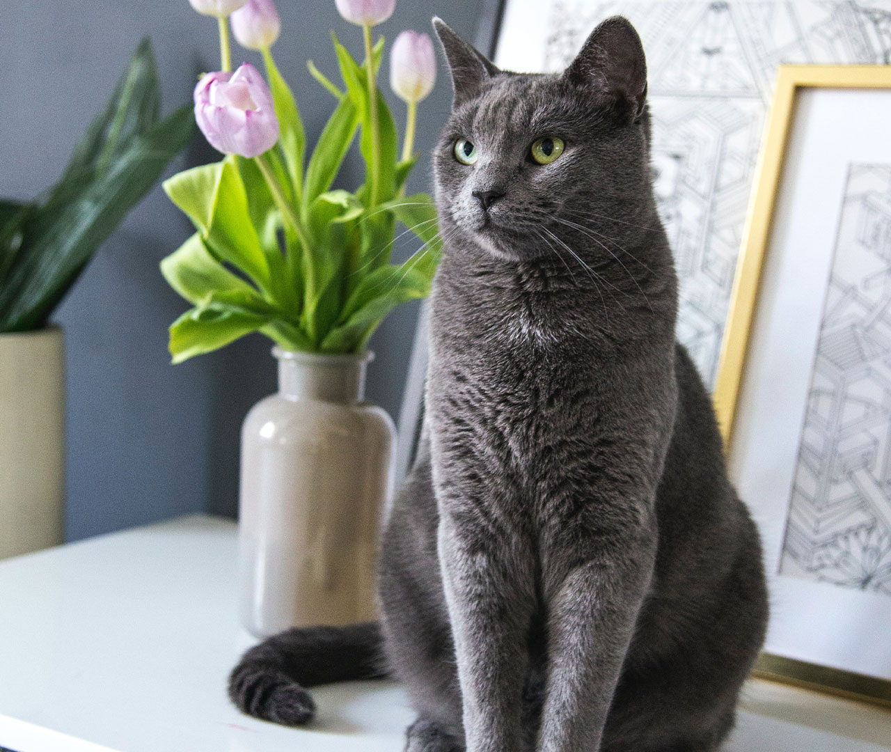 Pet Diagnostics - The Vets Sale & Loch Sport